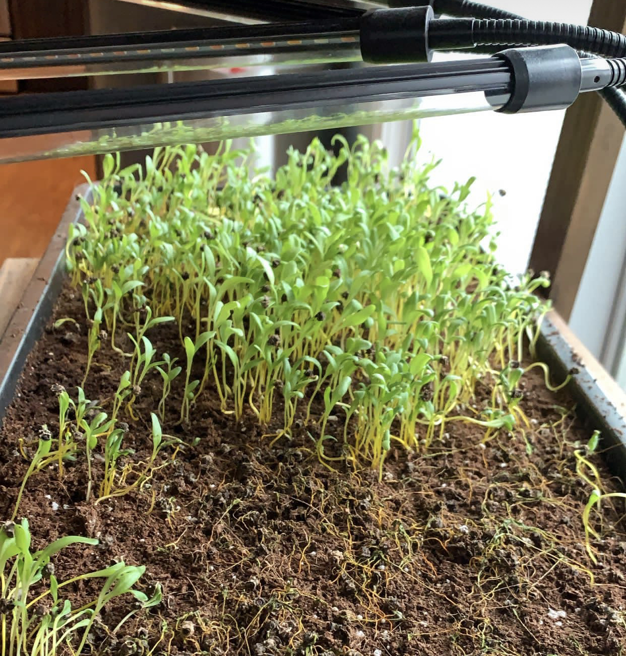 Kitchen Gardening, a Great Way to Grow Your Own Food - Johnson Home NC