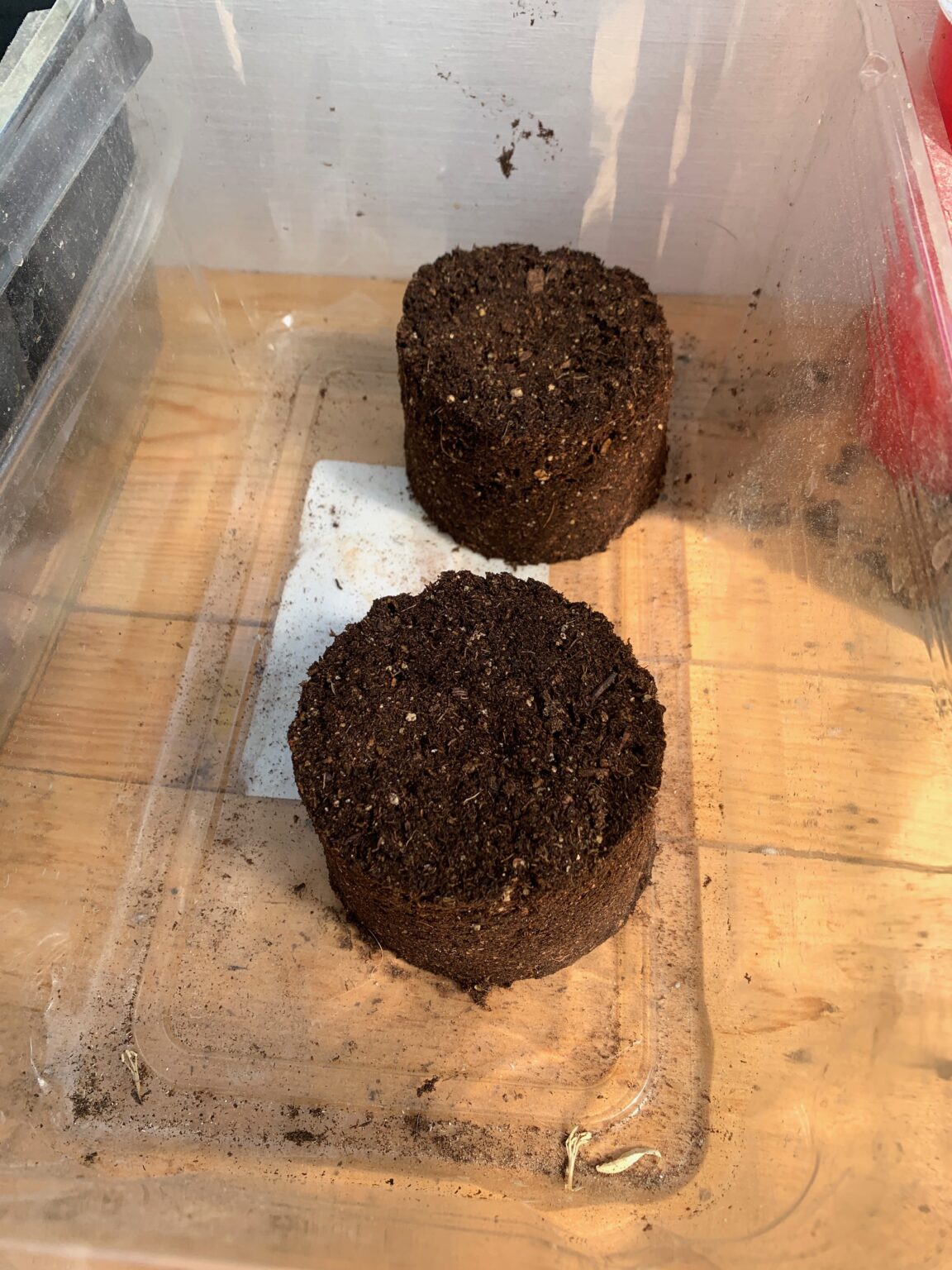 Seedling Containers: How to Upcycle and Reuse Safely