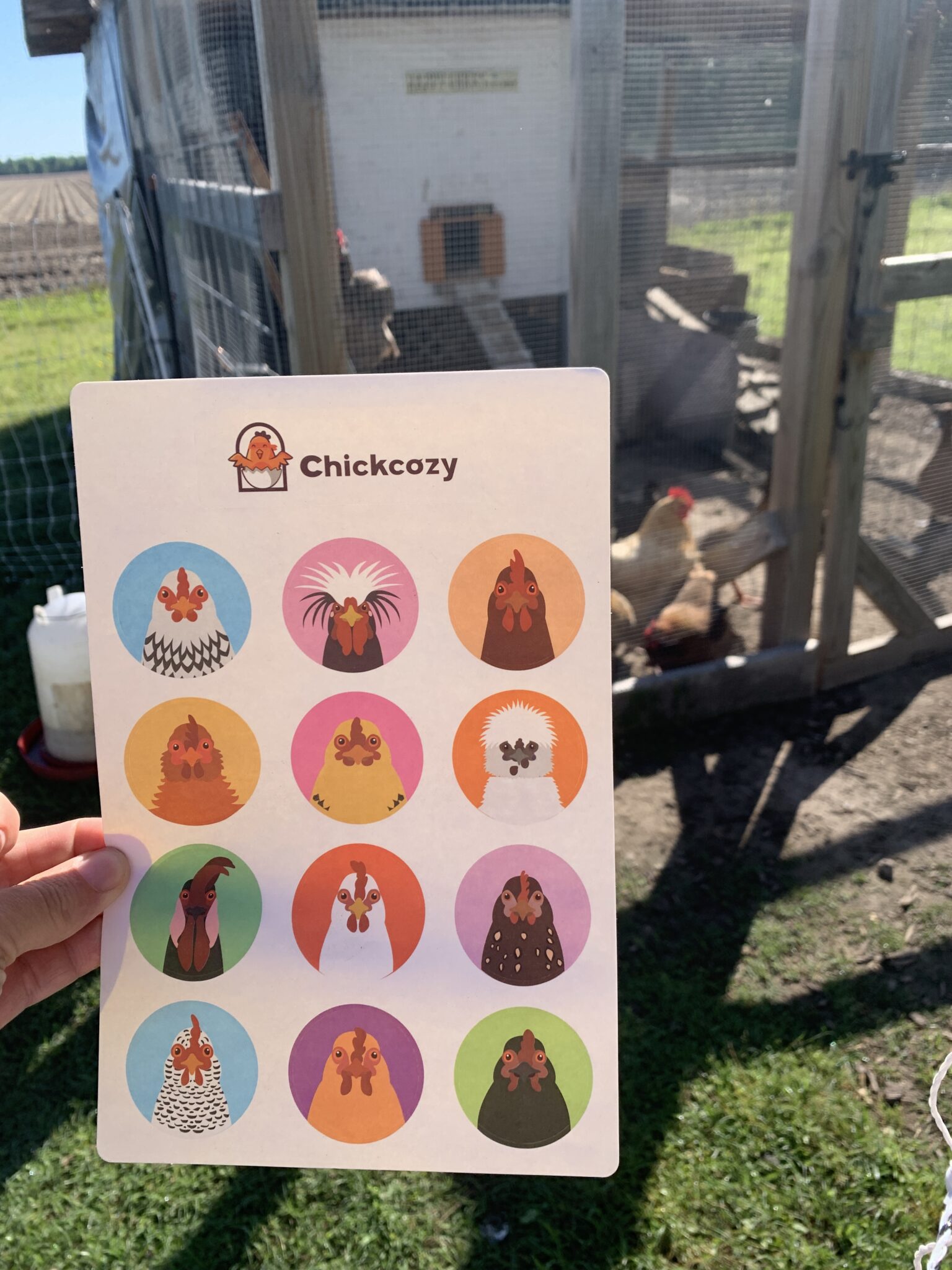 Eggshells: Repurposing Shells for a Zero Waste Homestead
