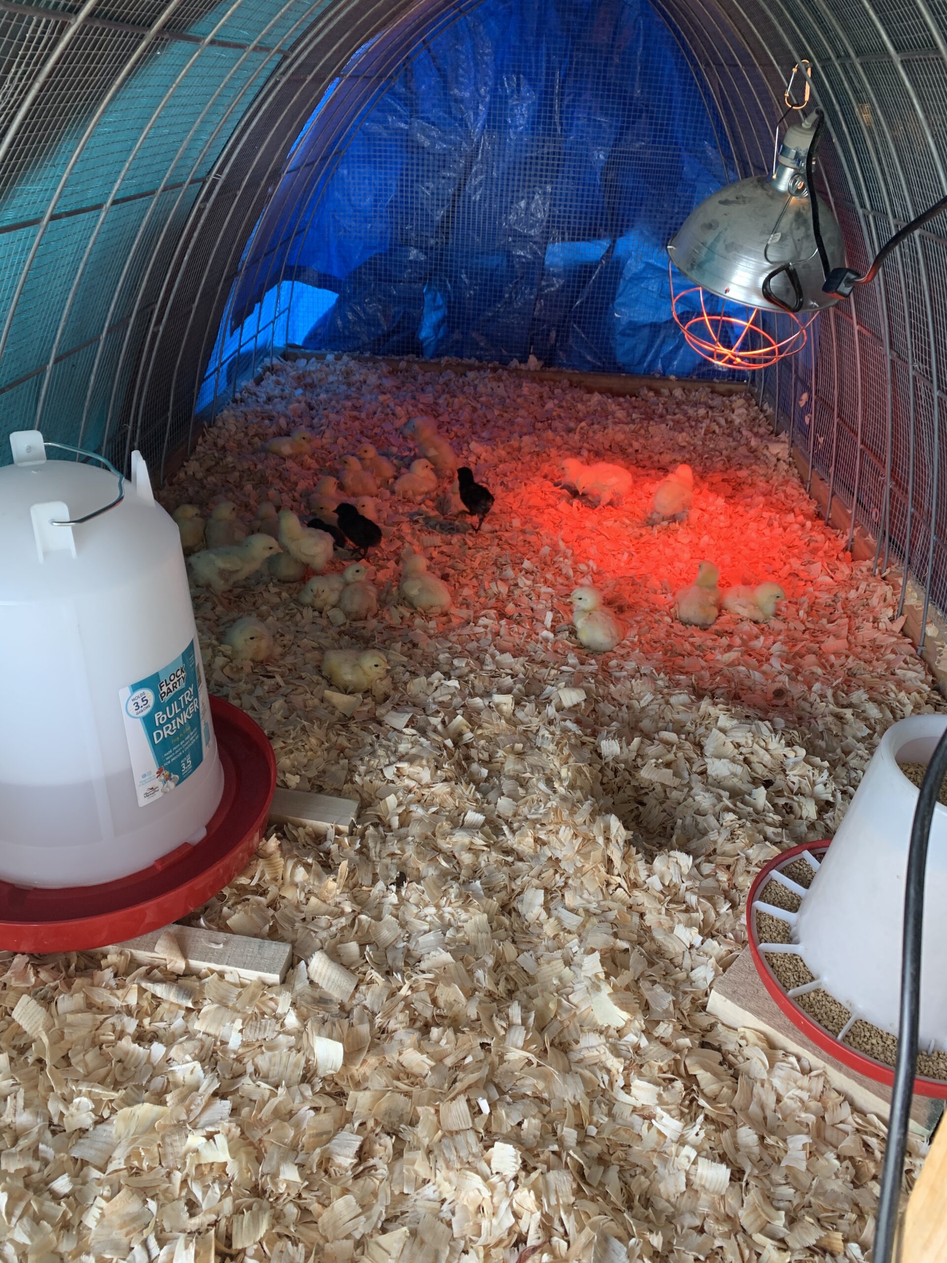 Raising Meat Birds Outside Protected - Johnson Home NC